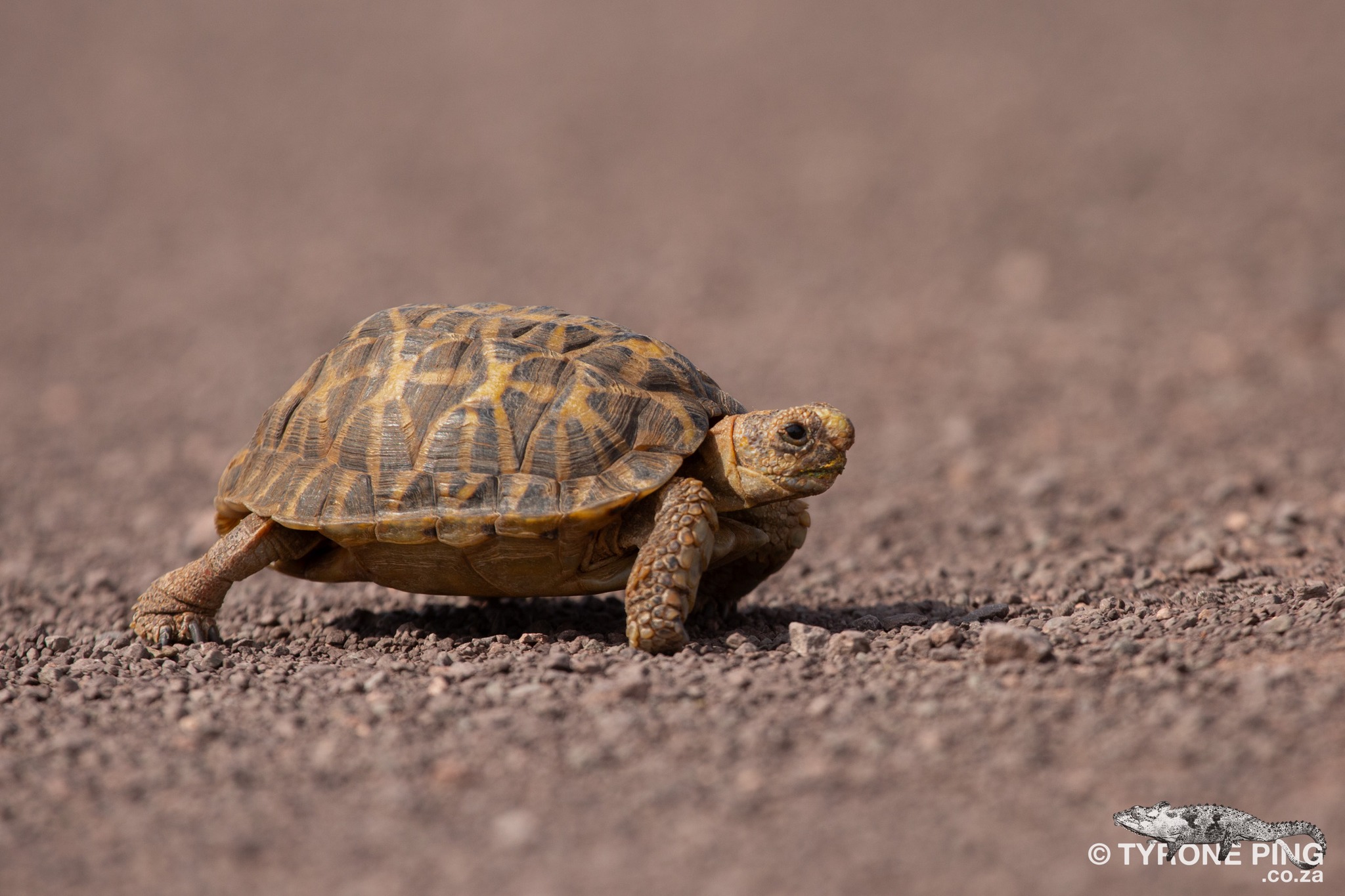 Tyrone Ping - Exploring Southern African Herpetofauna