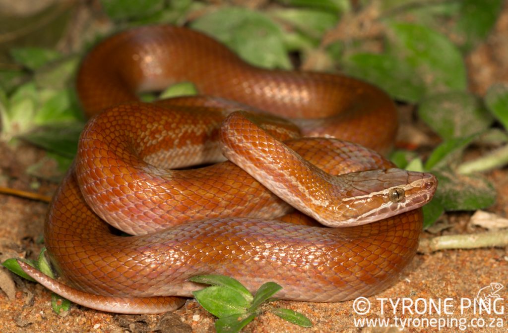 Boaedon capensis | Brown House Snake | Tyrone Ping | Harmless Snake