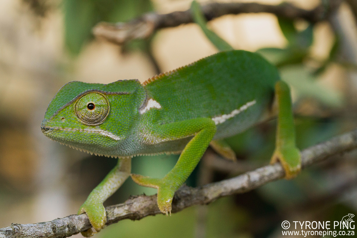 [In The Field] A few South African Chameleons | Chameleon Forums