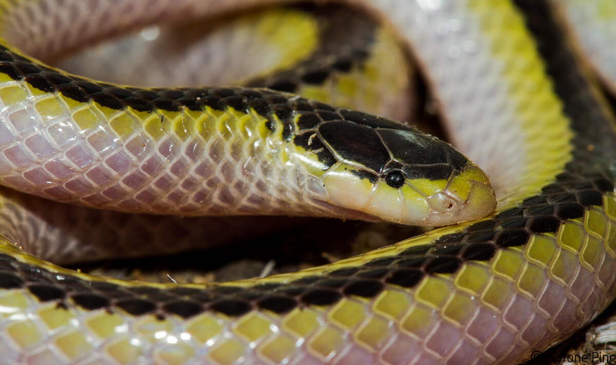 Amblyodipsas ventrimaculata - Kalahari Purple Gloss Snake