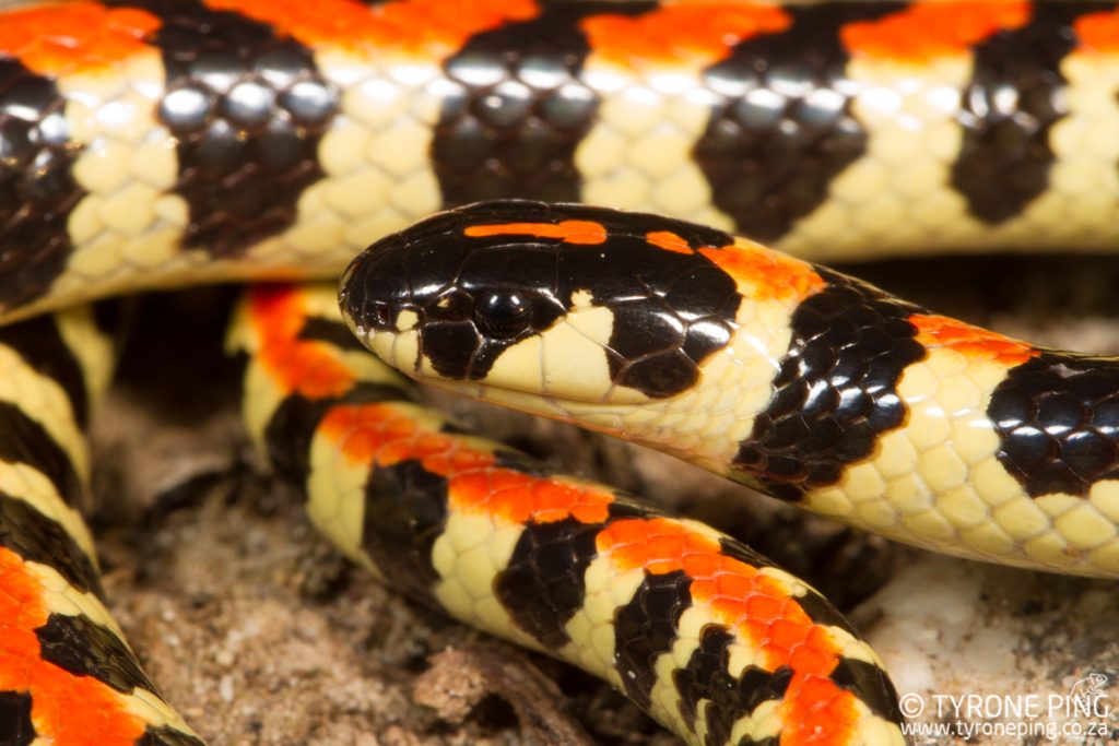 Homoroselaps lacteus - Spotted Harlequin Snake