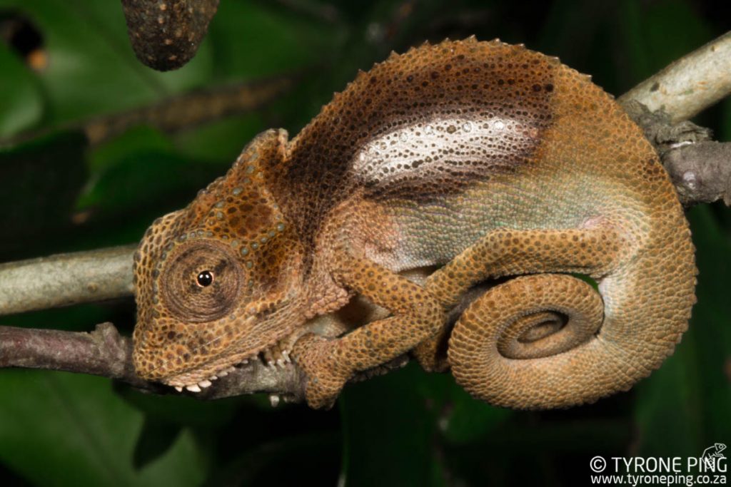 Bradypodion ngomeense - Ngome Dwarf Chameleon