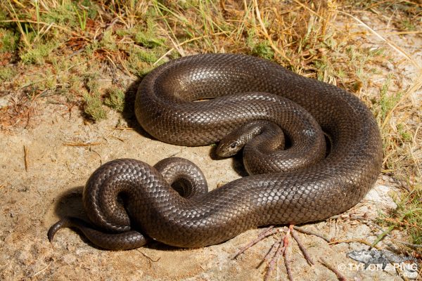 The Common Harmless Snakes of South Africa - Tyrone Ping