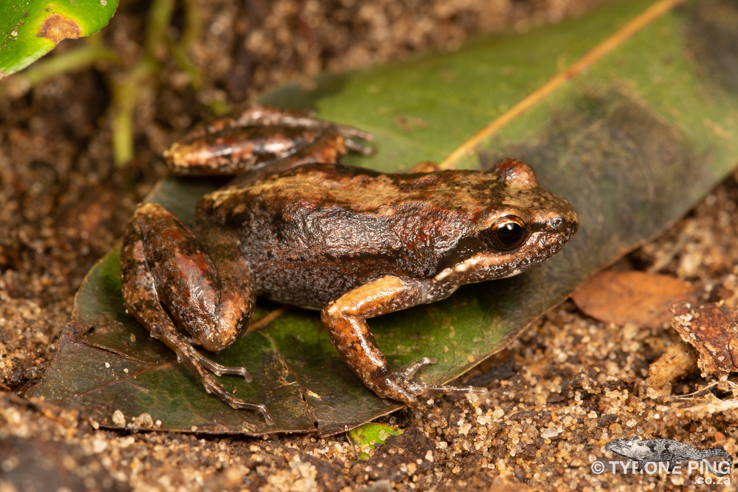Frogs Of Durban - A Visual Guide To The Frogs And Toads.