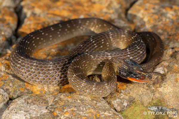 The Common Harmless Snakes of South Africa - Tyrone Ping