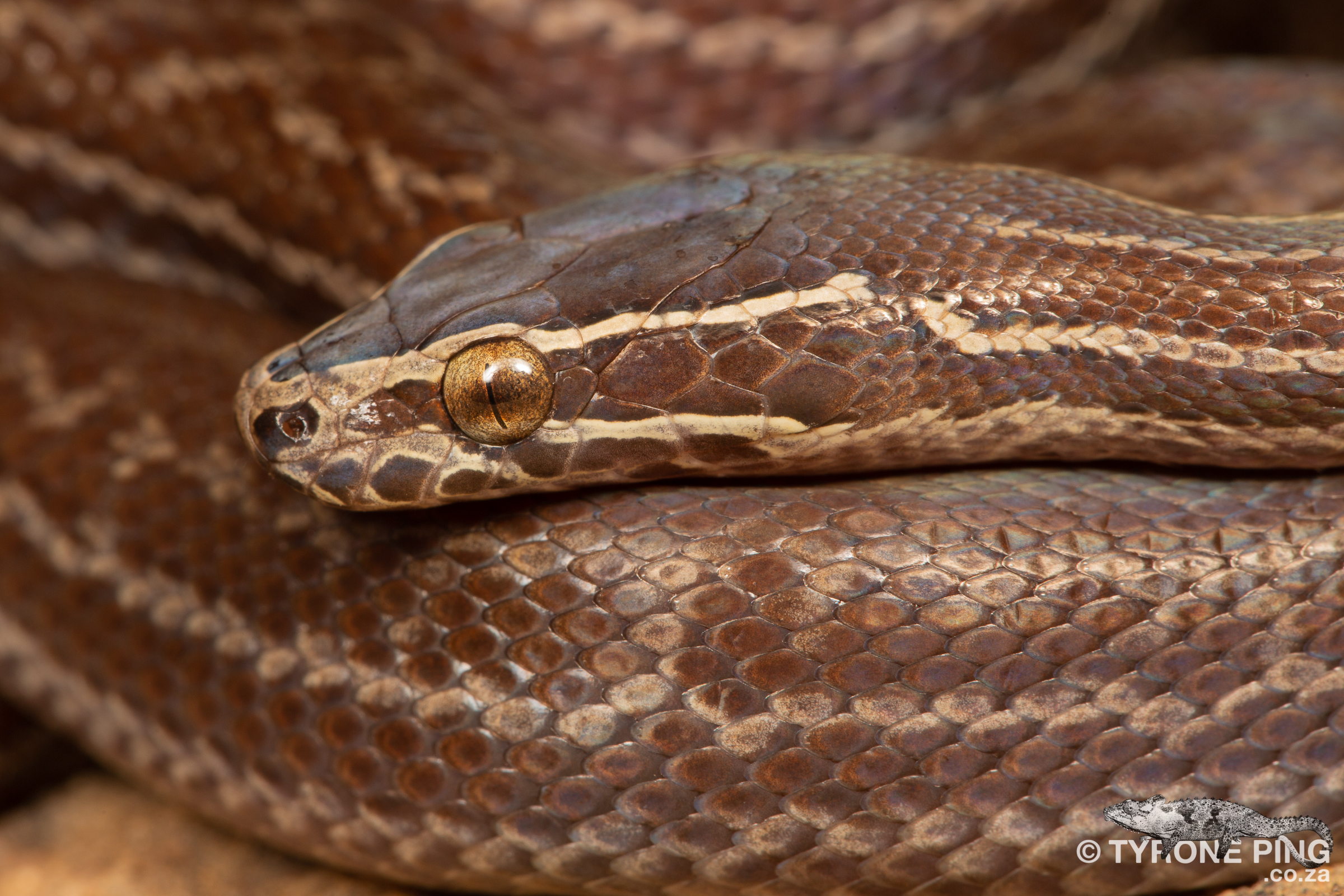 Boaedon capensis | Brown House Snake | Tyrone Ping | Harmless Snake