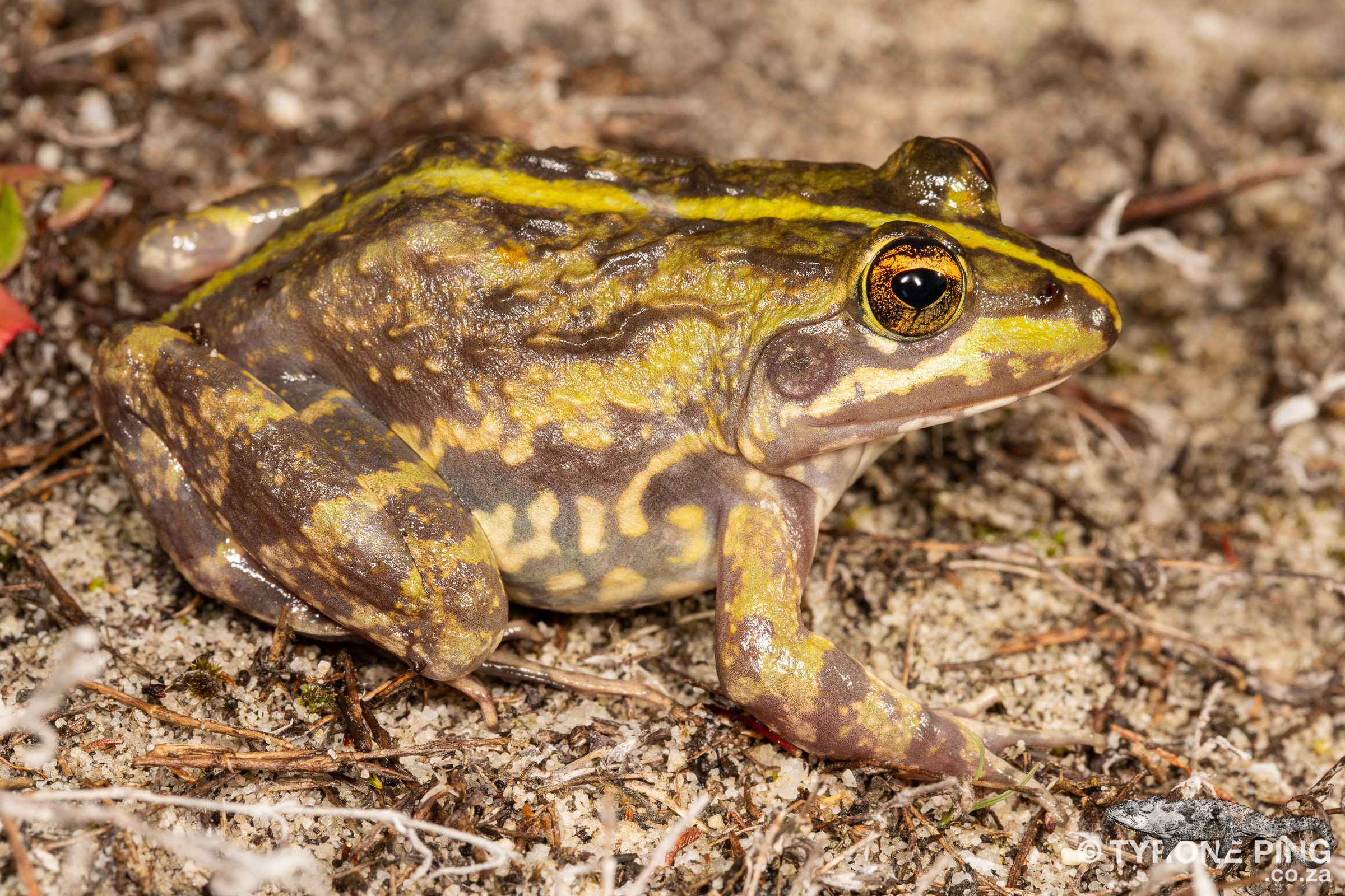 Amietia fuscigula - Cape River Frog