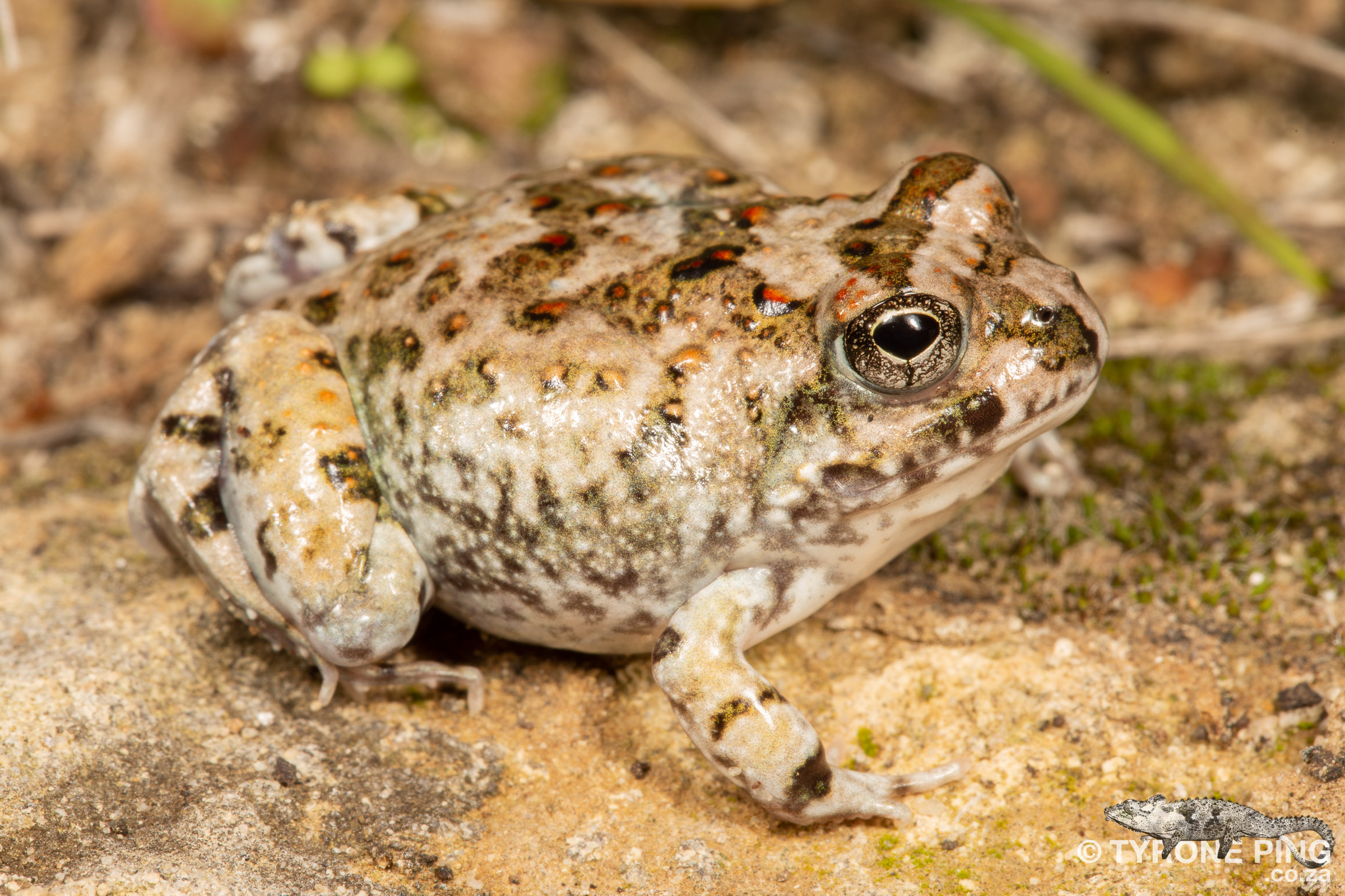 Tomopterna delalandii, Cape Sand Frog