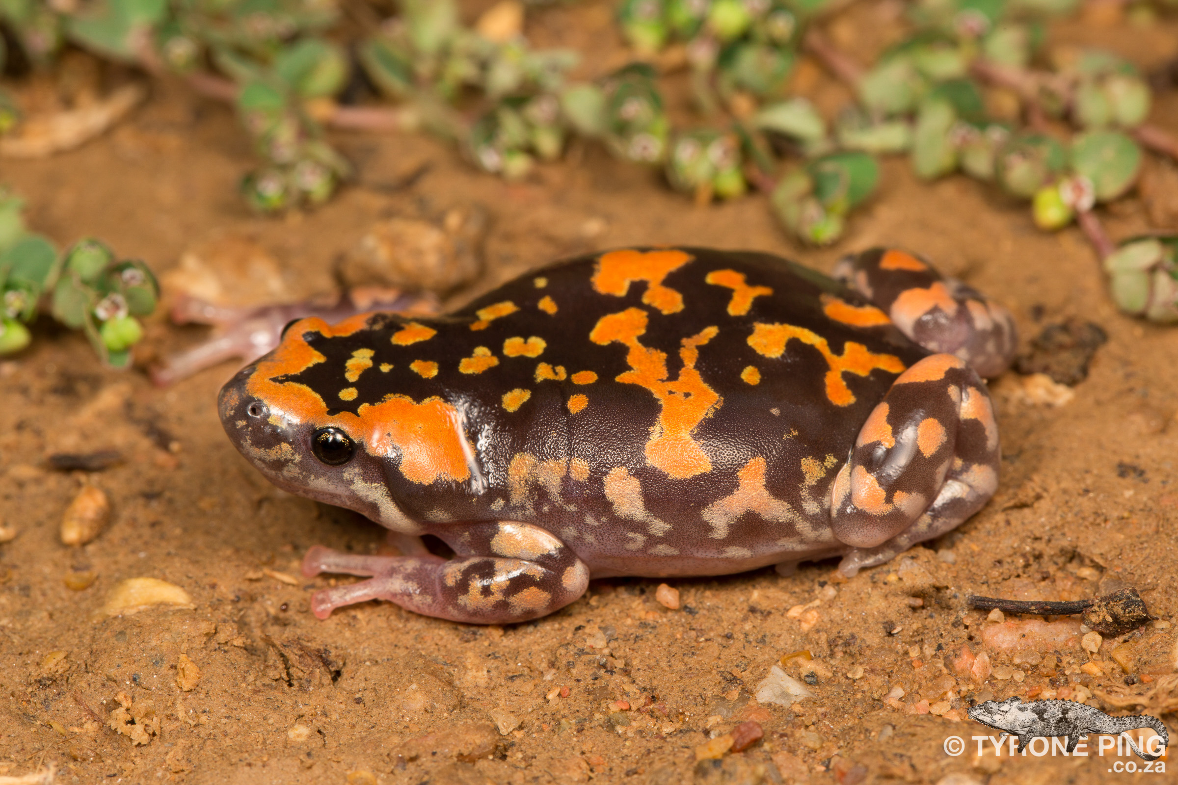 Phrynomantis annectens - Marbled Rubber Frog.