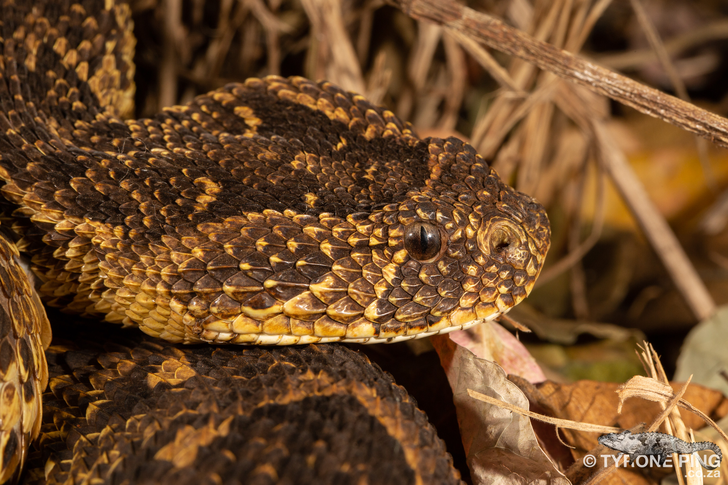 Snakes Of South Africa | Tyrone Ping | South Africa
