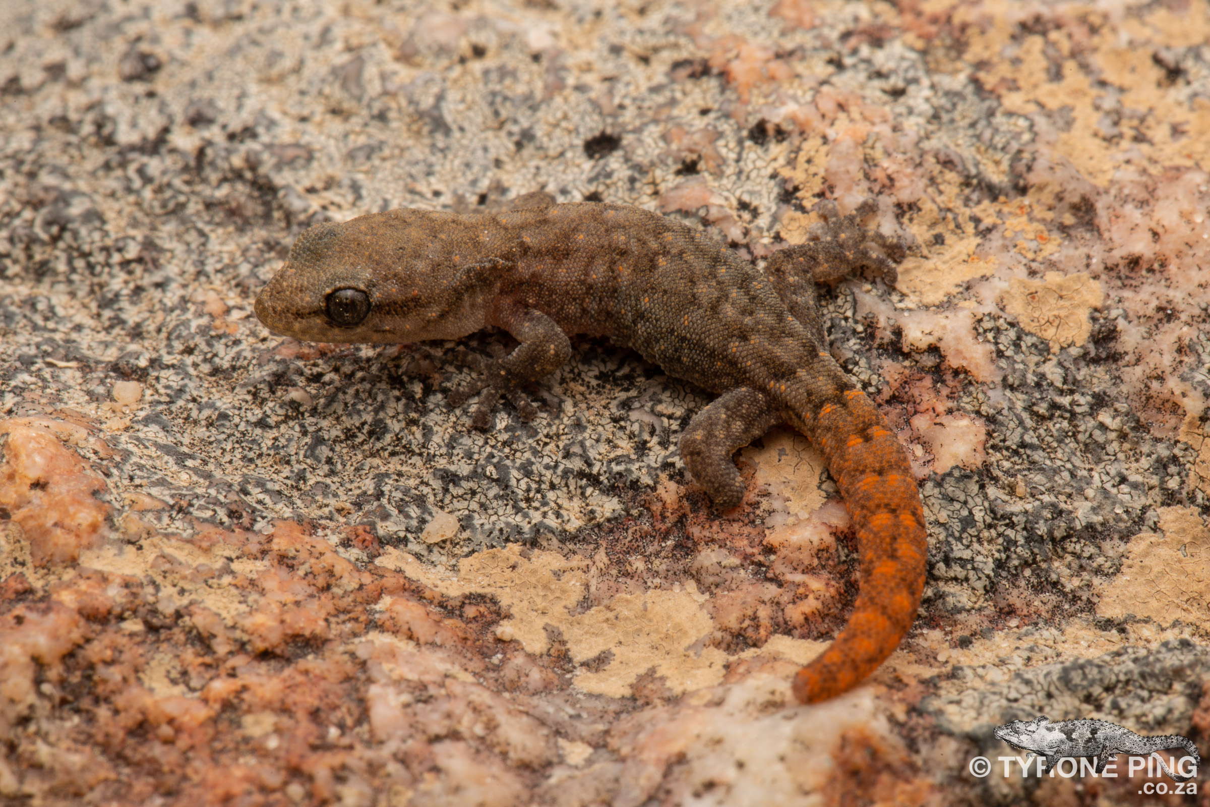 Goggia essexi - Essex Pygmy Gecko