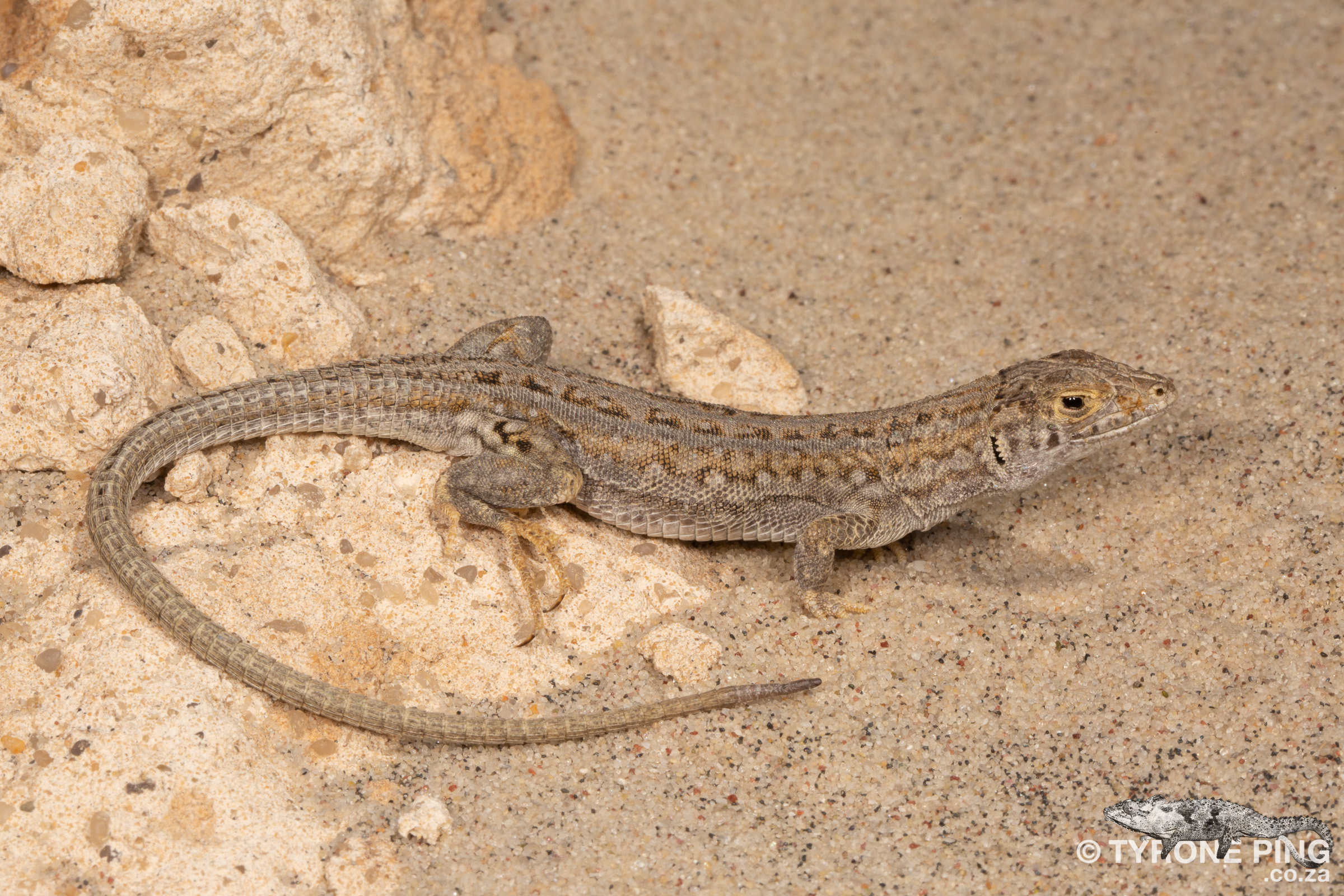 Meroles knoxii - Knox's Desert Lizard