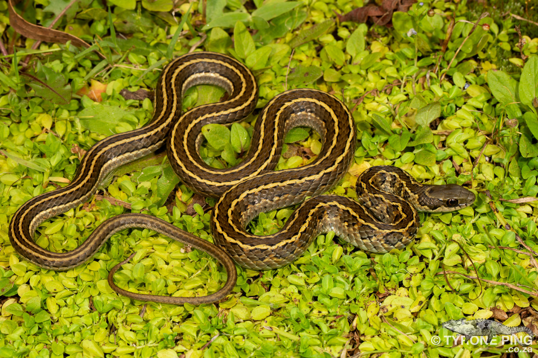 The Common Harmless Snakes of South Africa - Tyrone Ping
