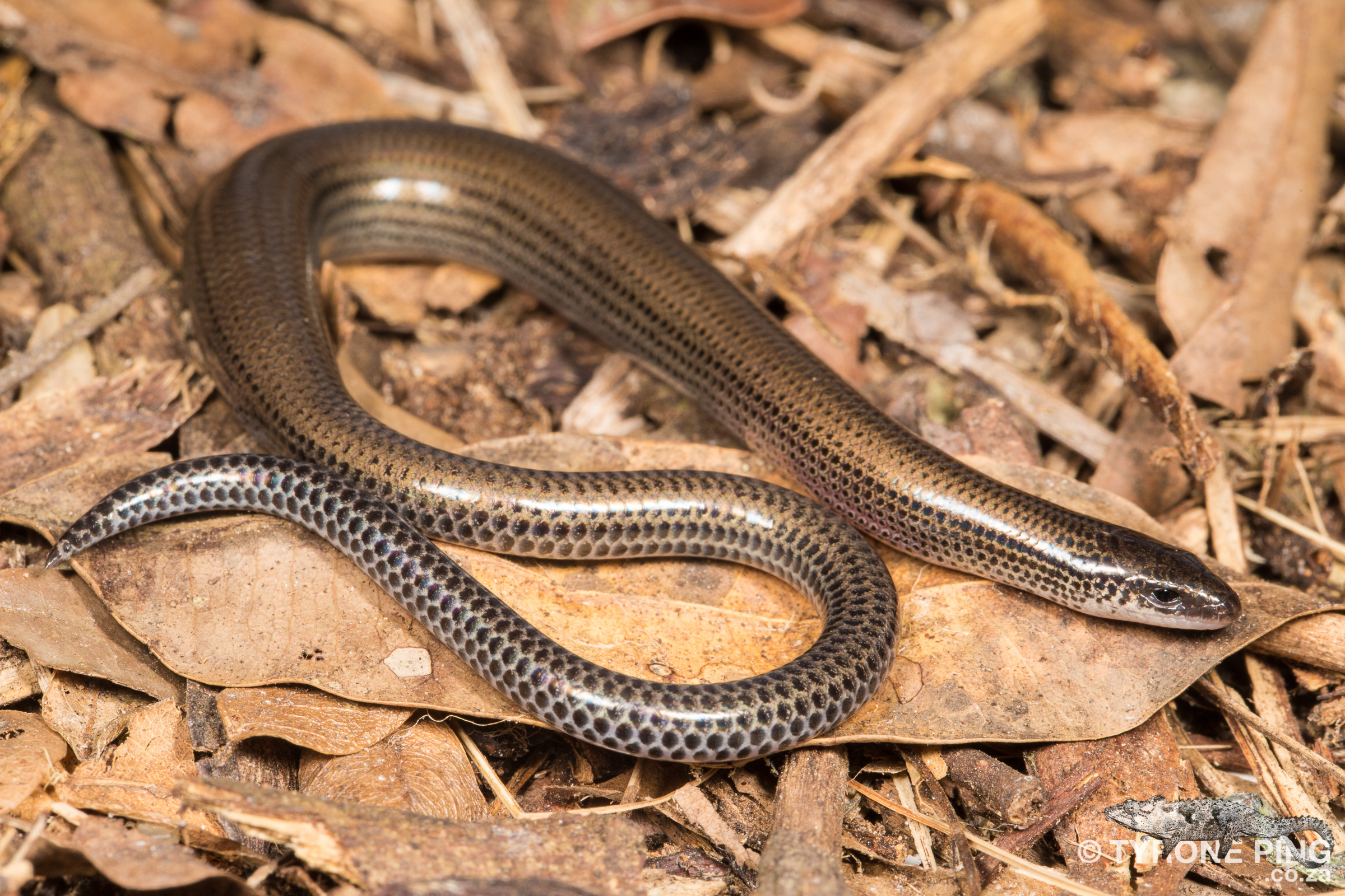 Scelotes farquharsoni - Qudeni Dwarf Burrowing Skink