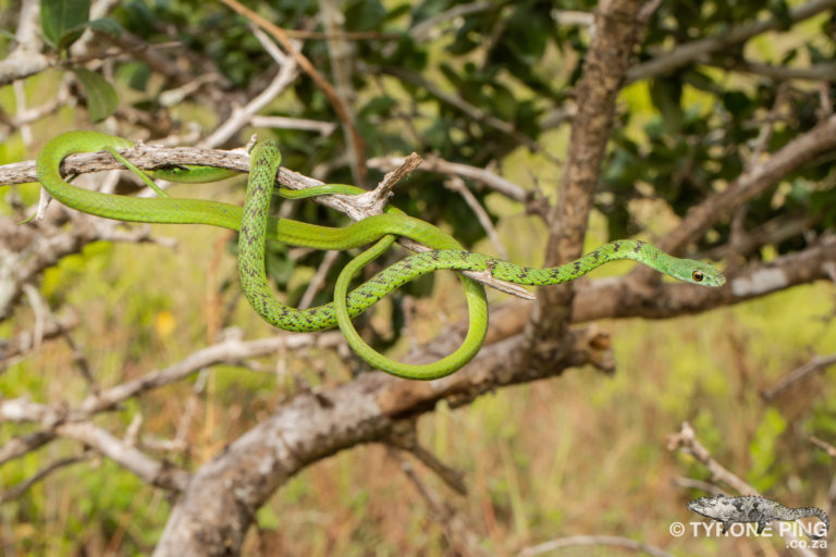 The Common Harmless Snakes of South Africa - Tyrone Ping
