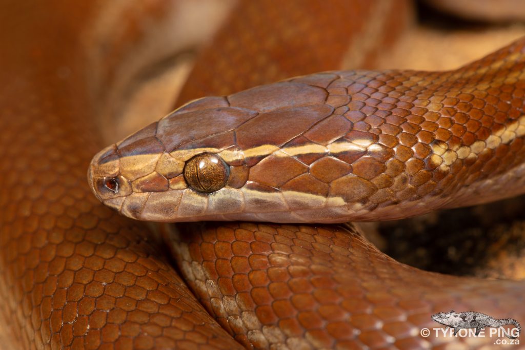 Boaedon capensis | Brown House Snake | Tyrone Ping | Harmless Snake
