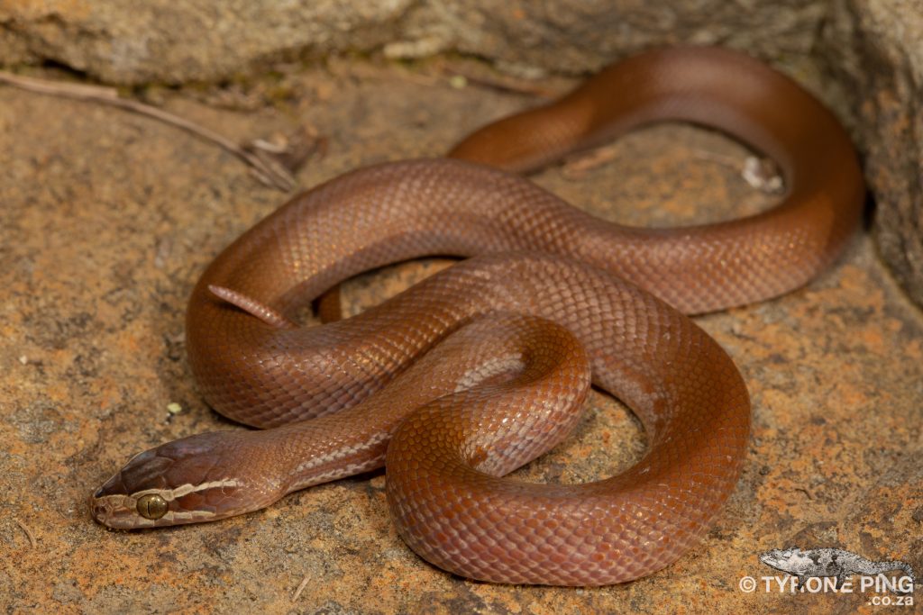 Boaedon capensis | Brown House Snake | Tyrone Ping | Harmless Snake
