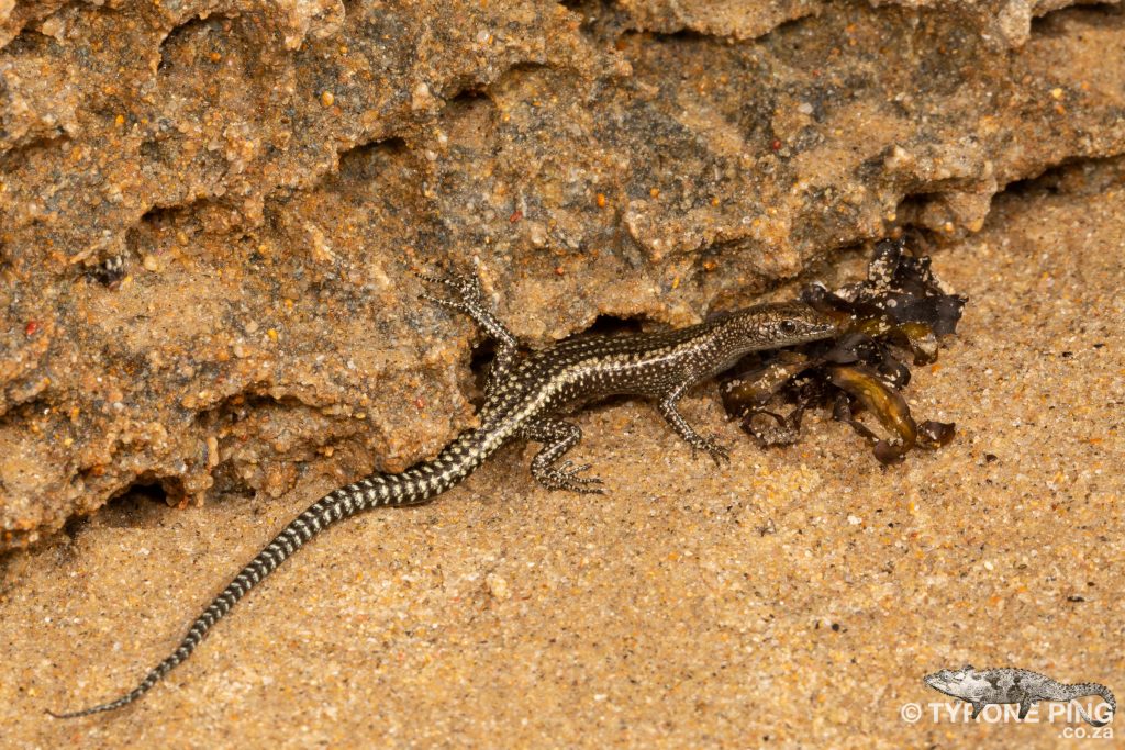 Cryptoblepharus africanus - Coral Rag Skink