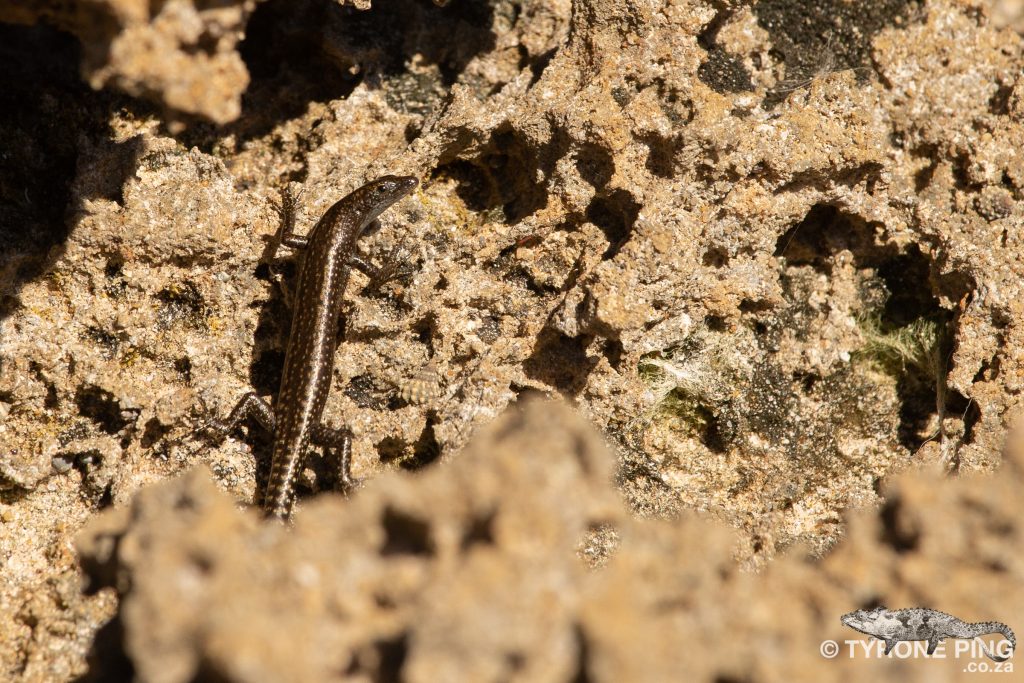 Cryptoblepharus africanus - Coral Rag Skink