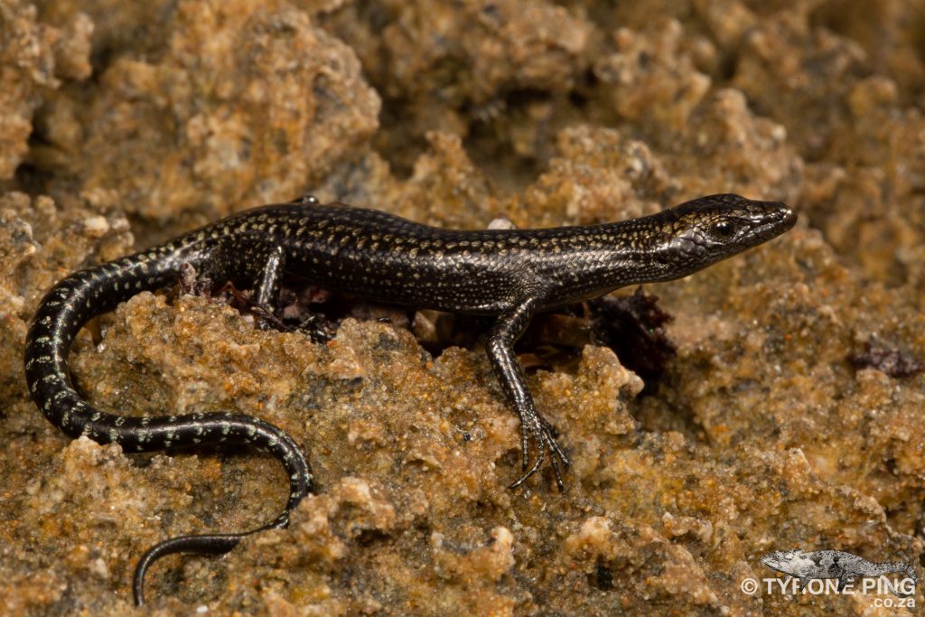 Cryptoblepharus africanus - Coral Rag Skink