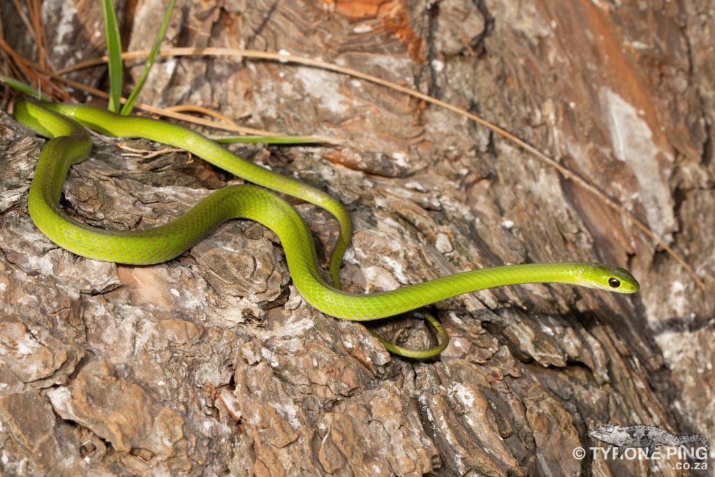 Philothamnus hoplogaster - South Eastern Green Snake (Green Water Snake)