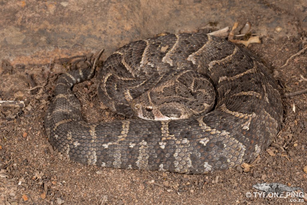 Bitis arietans - Puff Adder