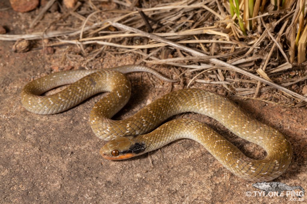 Herald Snake - Crotaphopeltis hotamboeia