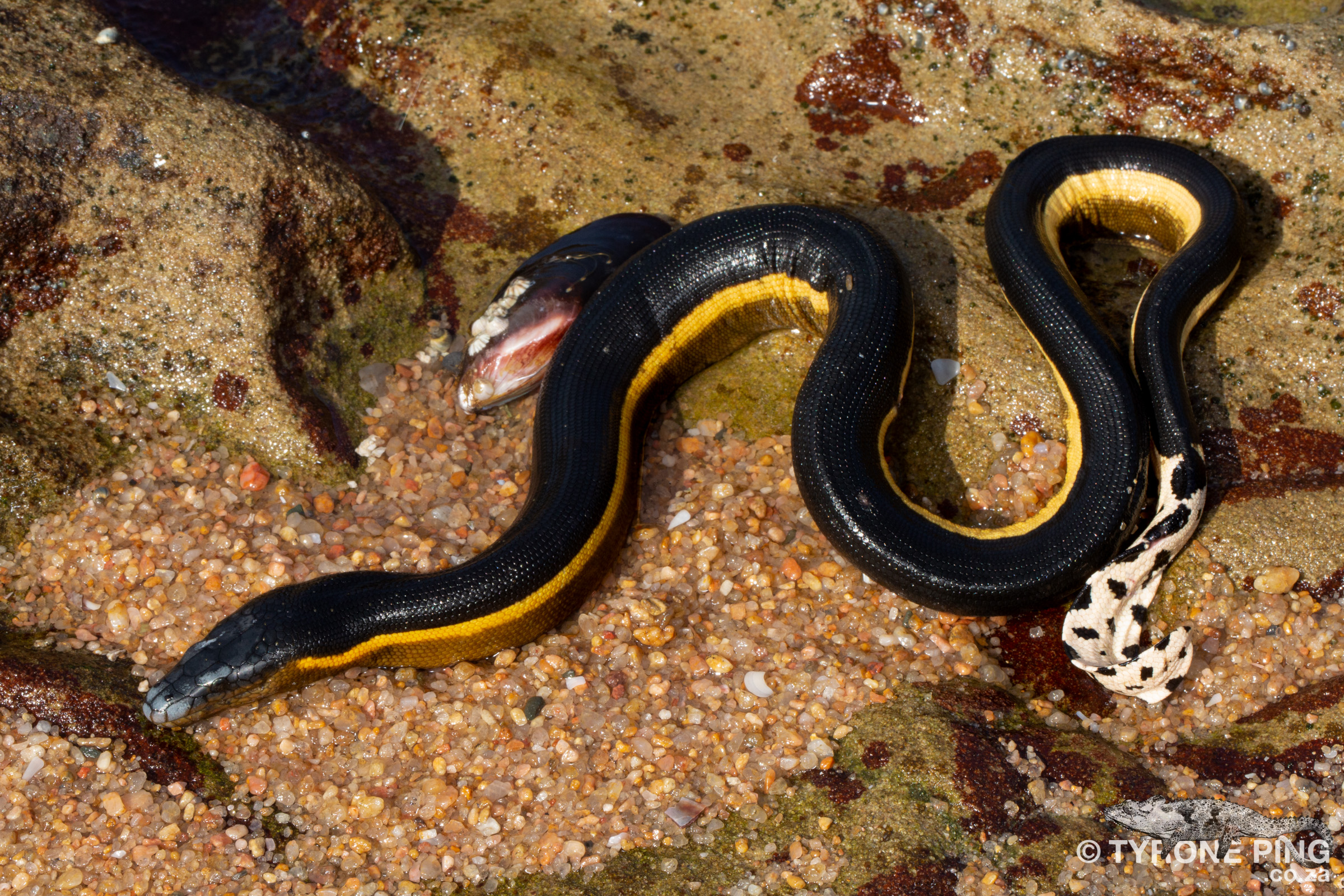 Hydrophis platurus - Yellow-bellied Sea Snake