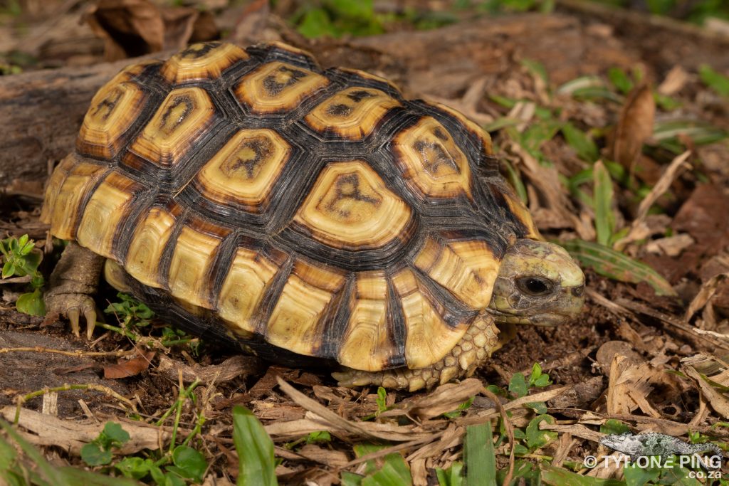 Kinixys natalensis - Natal Hinged Back Tortoise