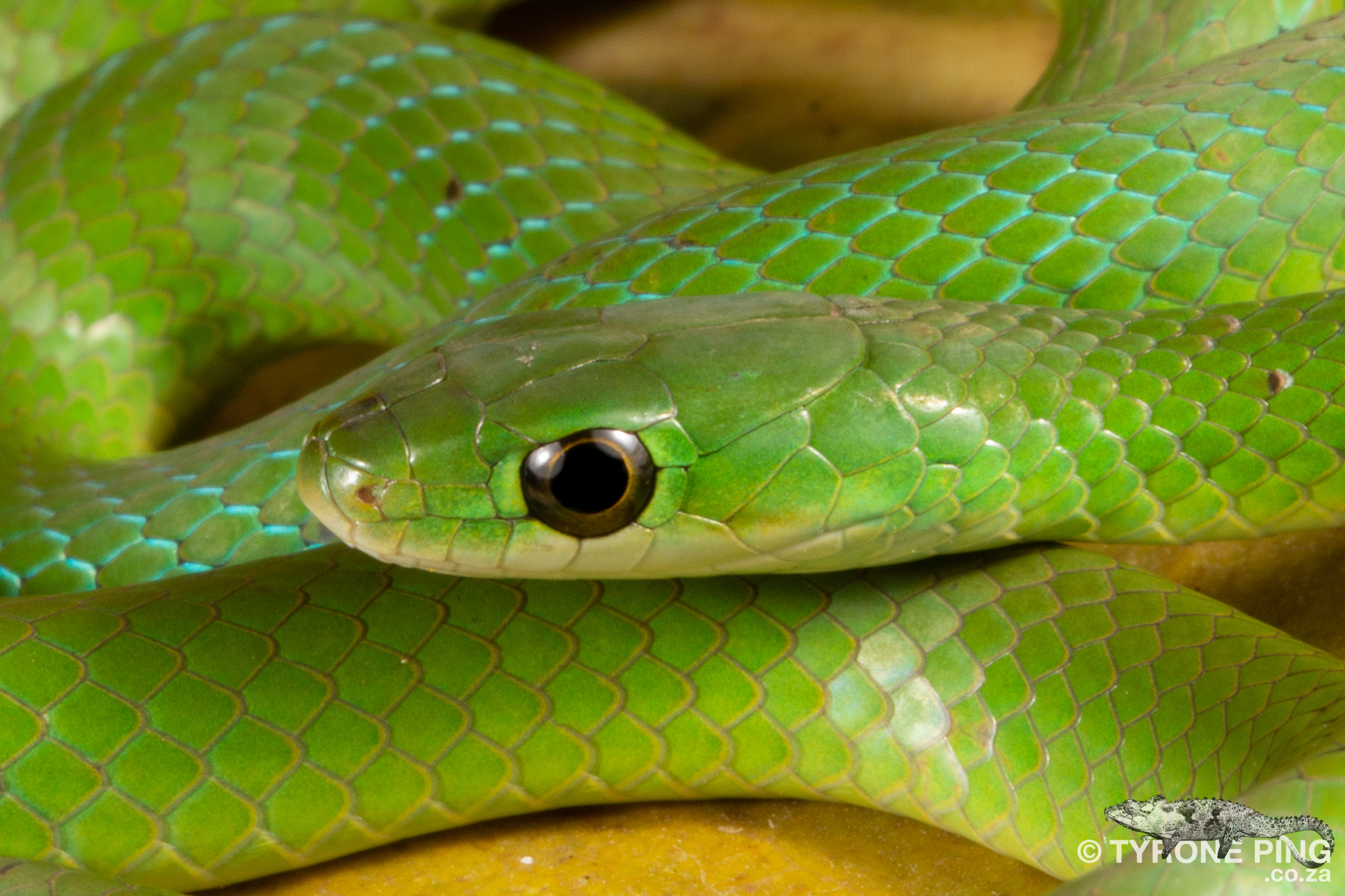 Philothamnus hoplogaster - South Eastern Green Snake (Green Water Snake)