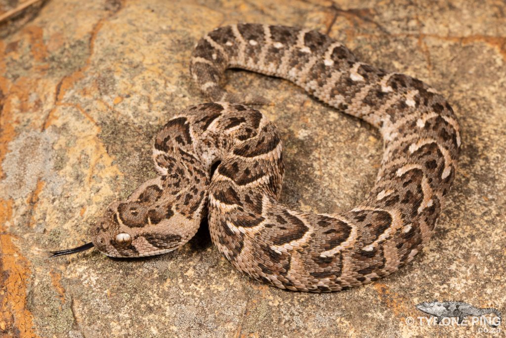 The Common Snakes That Can Be Found in Cape Town