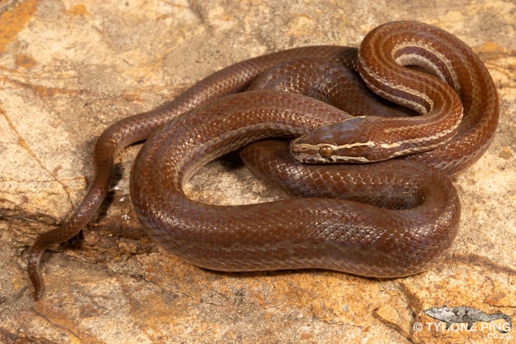 Boaedon capensis | Brown House Snake | Tyrone Ping | Harmless Snake