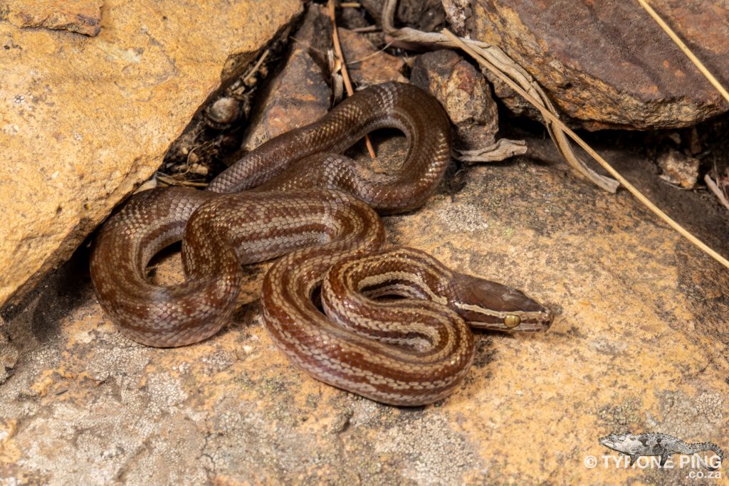 Boaedon capensis | Brown House Snake | Tyrone Ping | Harmless Snake
