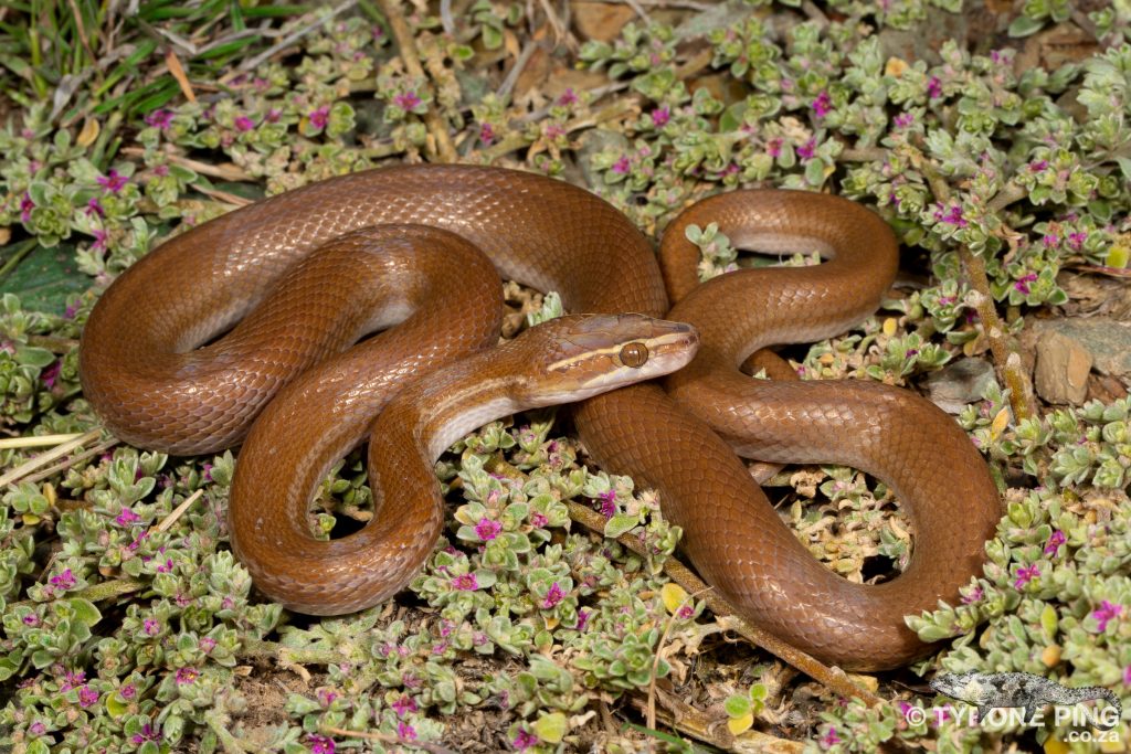 Boaedon capensis | Brown House Snake | Tyrone Ping | Harmless Snake