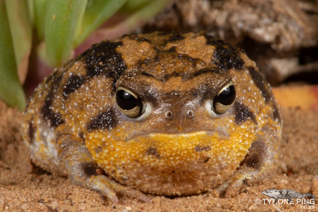 Namaqua Rain Frog - Breviceps namaquensis
