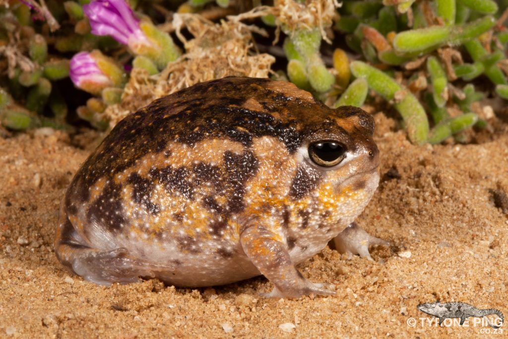 Namaqua Rain Frog - Breviceps namaquensis