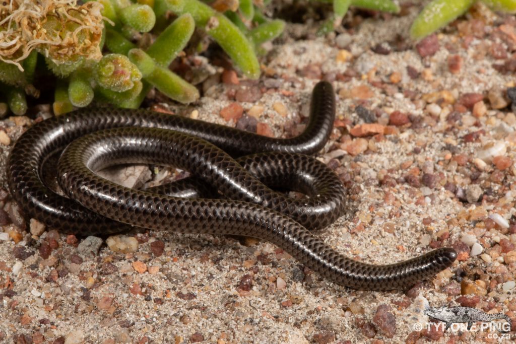 The Common Snakes That Can Be Found in Cape Town