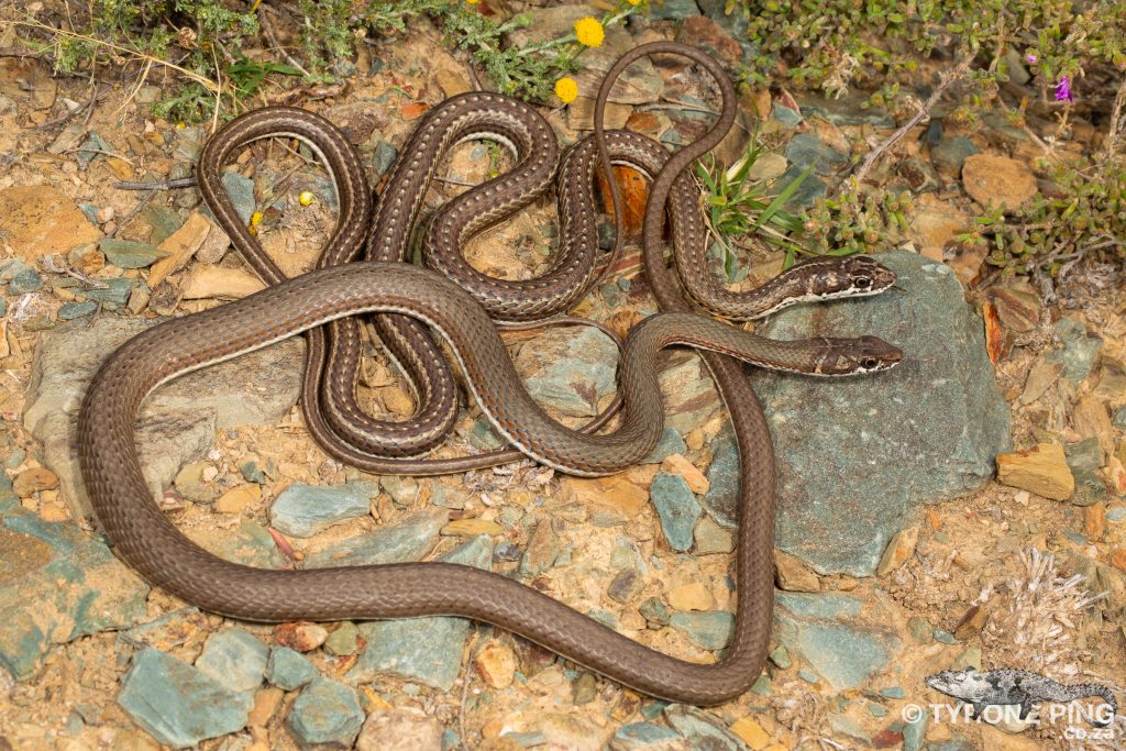 The Common Snakes That Can Be Found in Cape Town