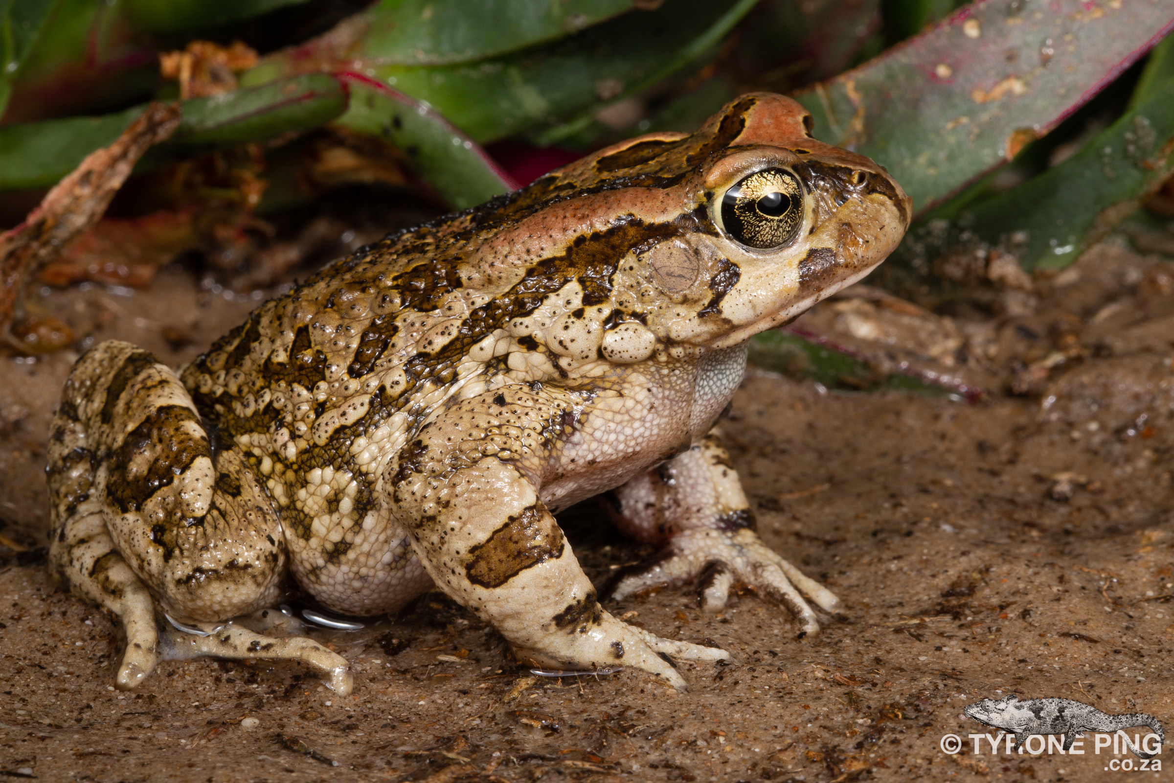 Sclerophrys capensis - Raucous Toad