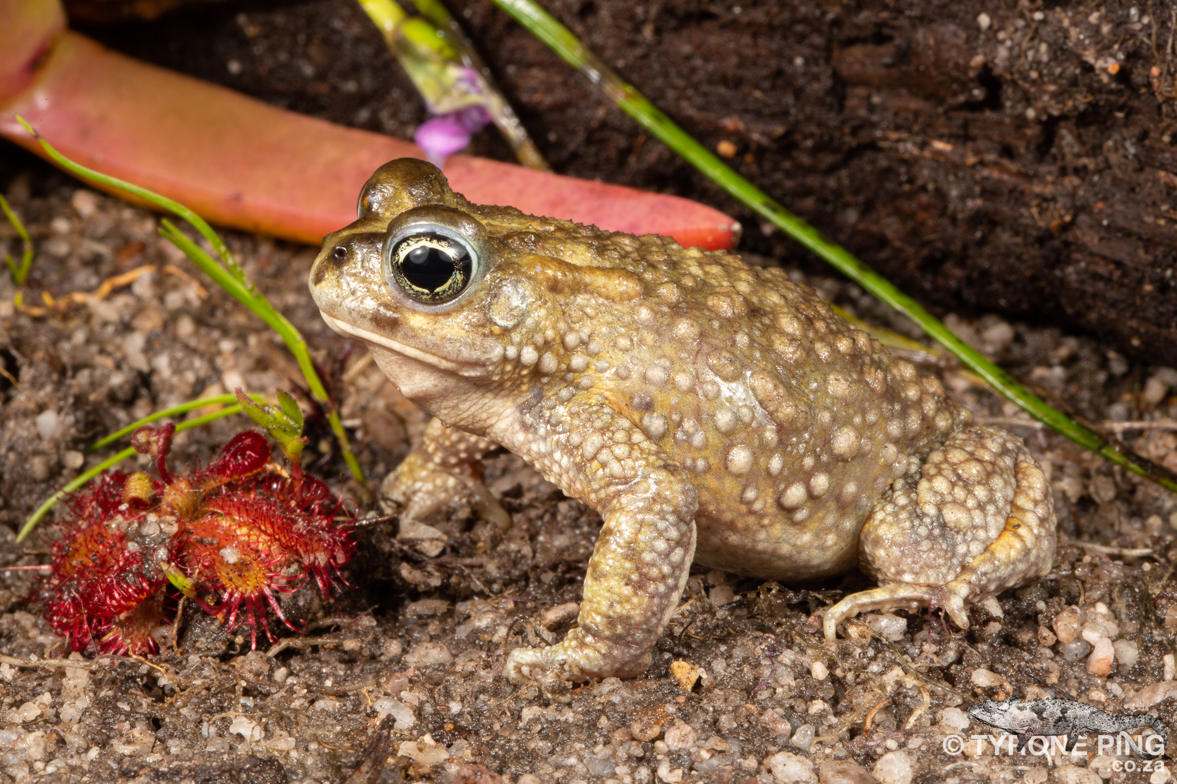 Vandijkophrynus angusticeps - Cape Sand Toad