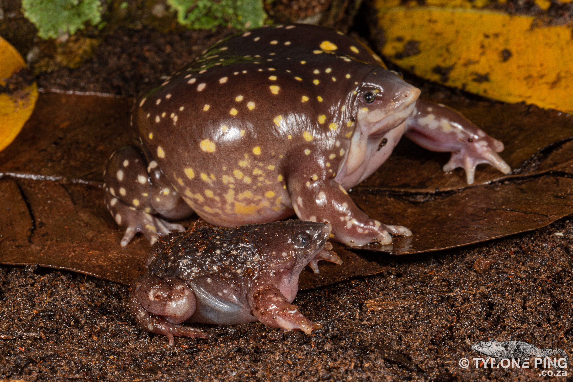 Hemisus guttatus - Spotted Shovel Nose Frog