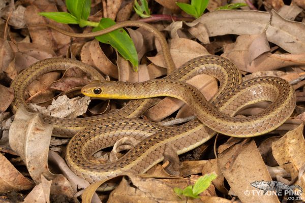The Common Harmless Snakes of South Africa - Tyrone Ping