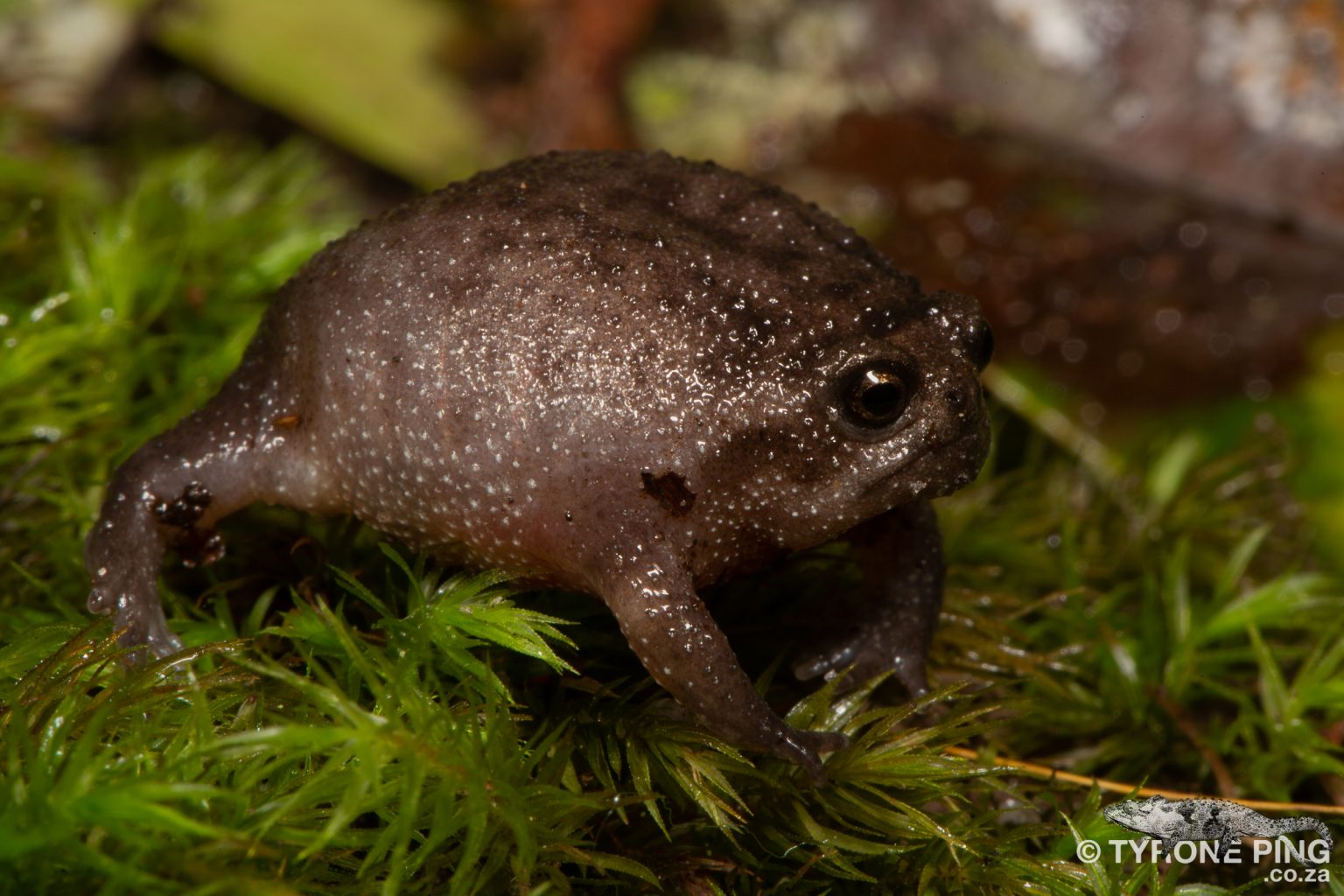 Rain Frog