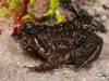 Tyrone Ping - Exploring Southern African Herpetofauna