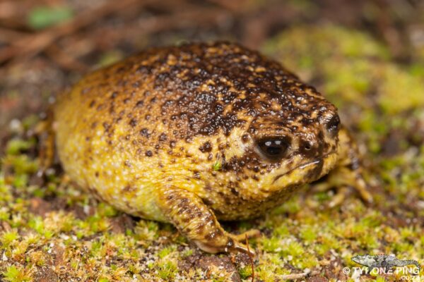 Rain Frog
