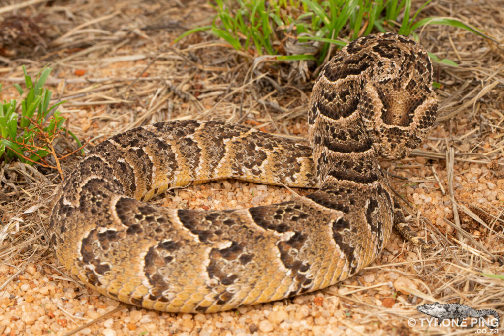 Bitis arietans - Puff Adder