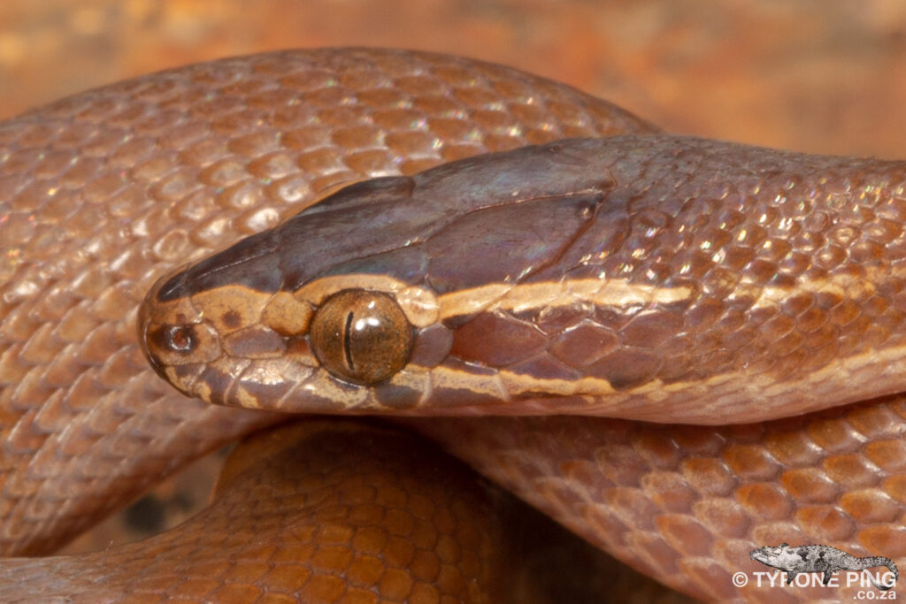 Boaedon capensis | Brown House Snake | Tyrone Ping | Harmless Snake