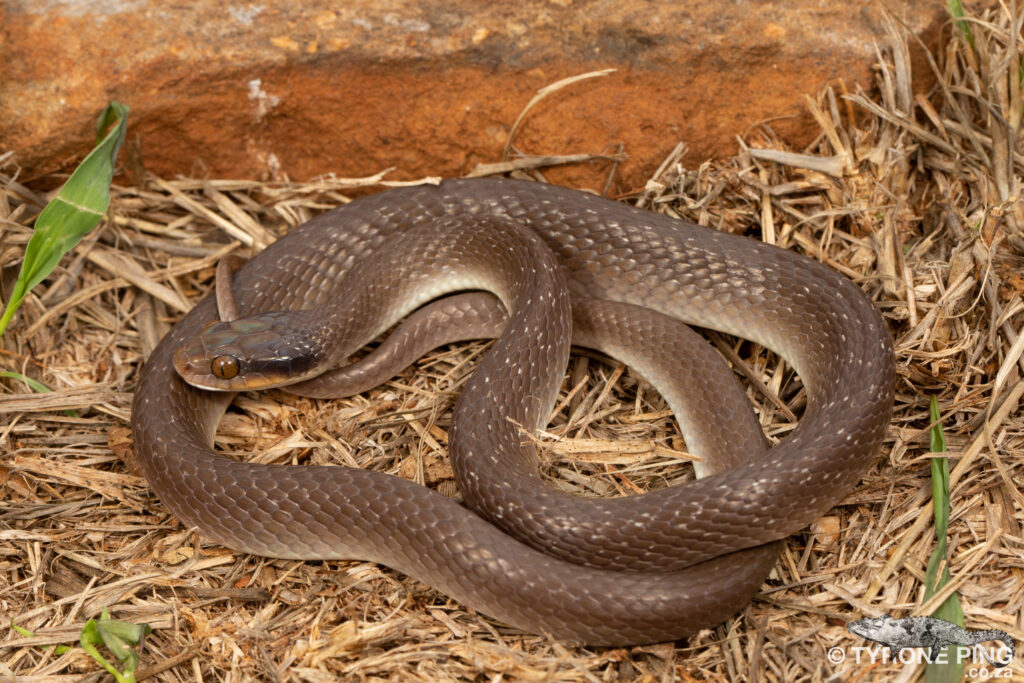 Herald Snake - Crotaphopeltis hotamboeia
