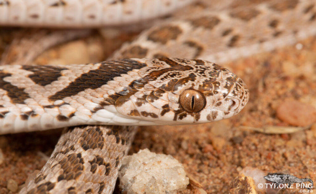 Dasypeltis scabra | Rhombic Egg Eater | Tyrone Ping | Harmless Snake