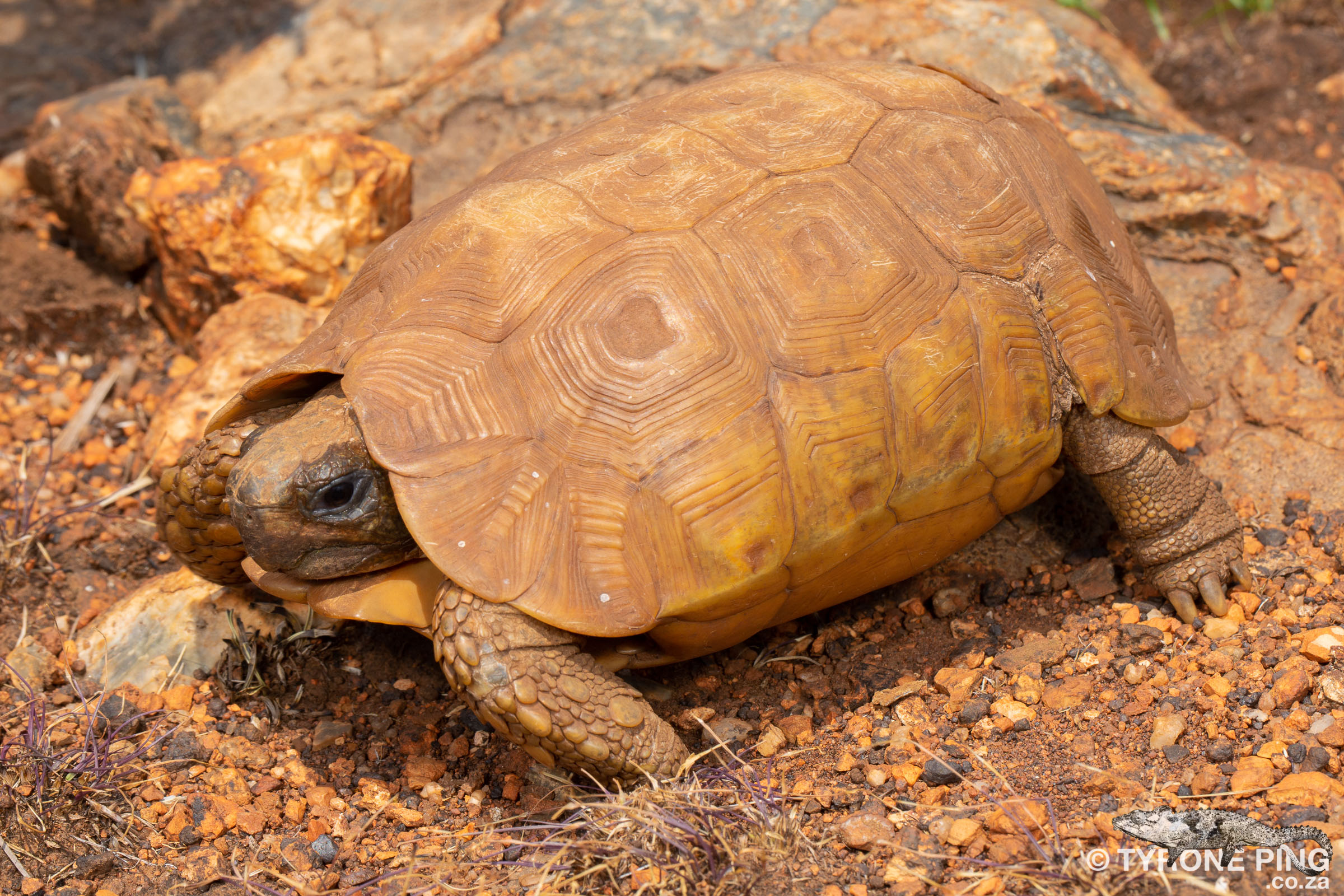 Kinixys lobatsiana - Lobatse Hinged Back Tortoise